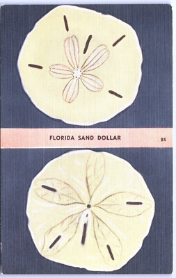Postcard FL Sand Dollar or Holy Ghost Shell Florida O9 | eBay