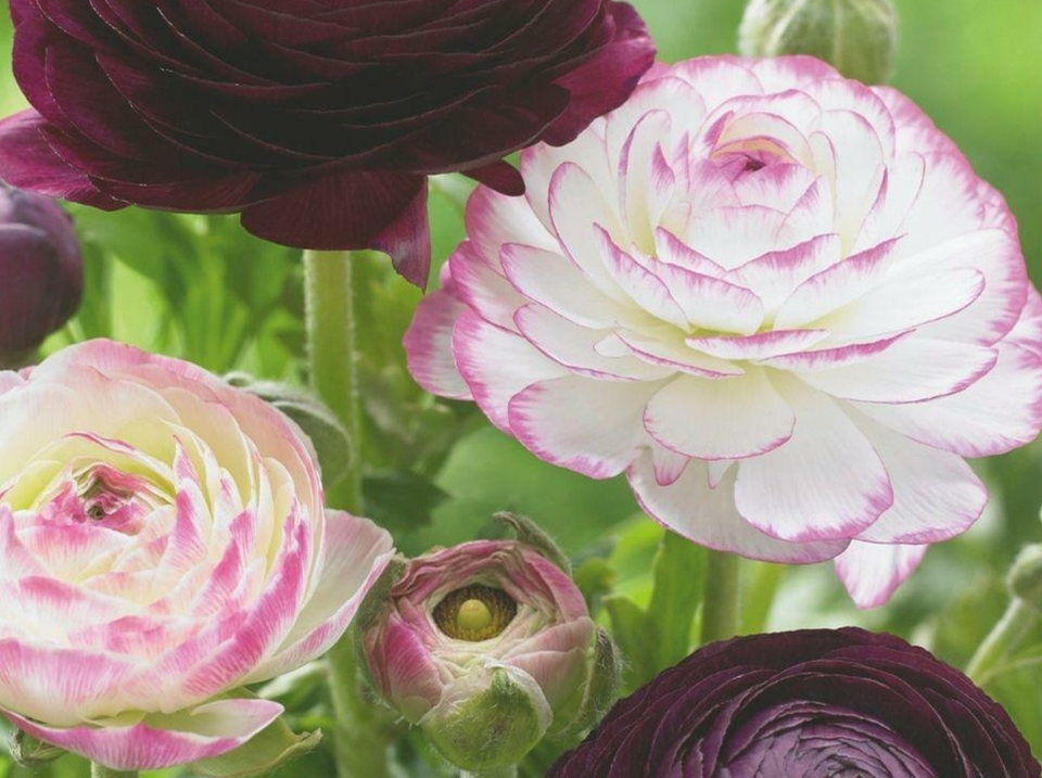 Ranunculus Flower Bulbs 12 Pink Picotee Corms Peony Rose Garden Wedding ...