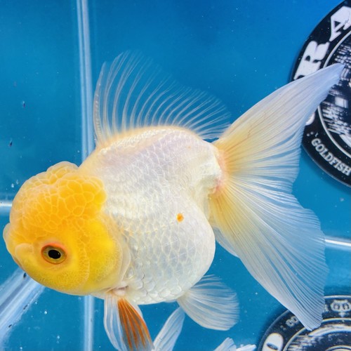 Thai Oranda goldfish White Lemonhead Tropical fish ( F Pack 1 ) Size 6 ...