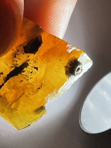 Sea Anemone Fossil On Genuine Burmite Burmese Amber Cretaceous Period ...