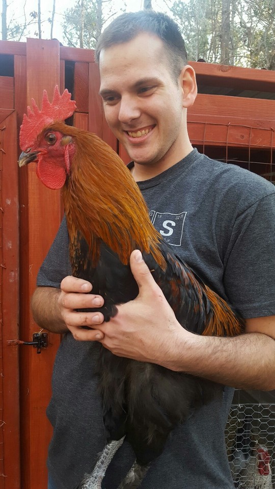 6 Rare Breed Black Chicken Fertile Hatching Eggs Svarthona Swedish ...