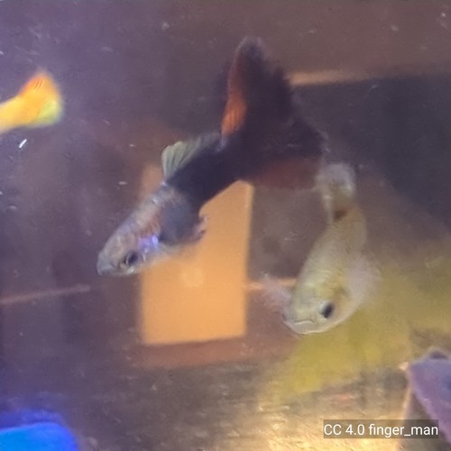 6 Mixed Fancy Guppy (2 Male, 4 Female) | eBay
