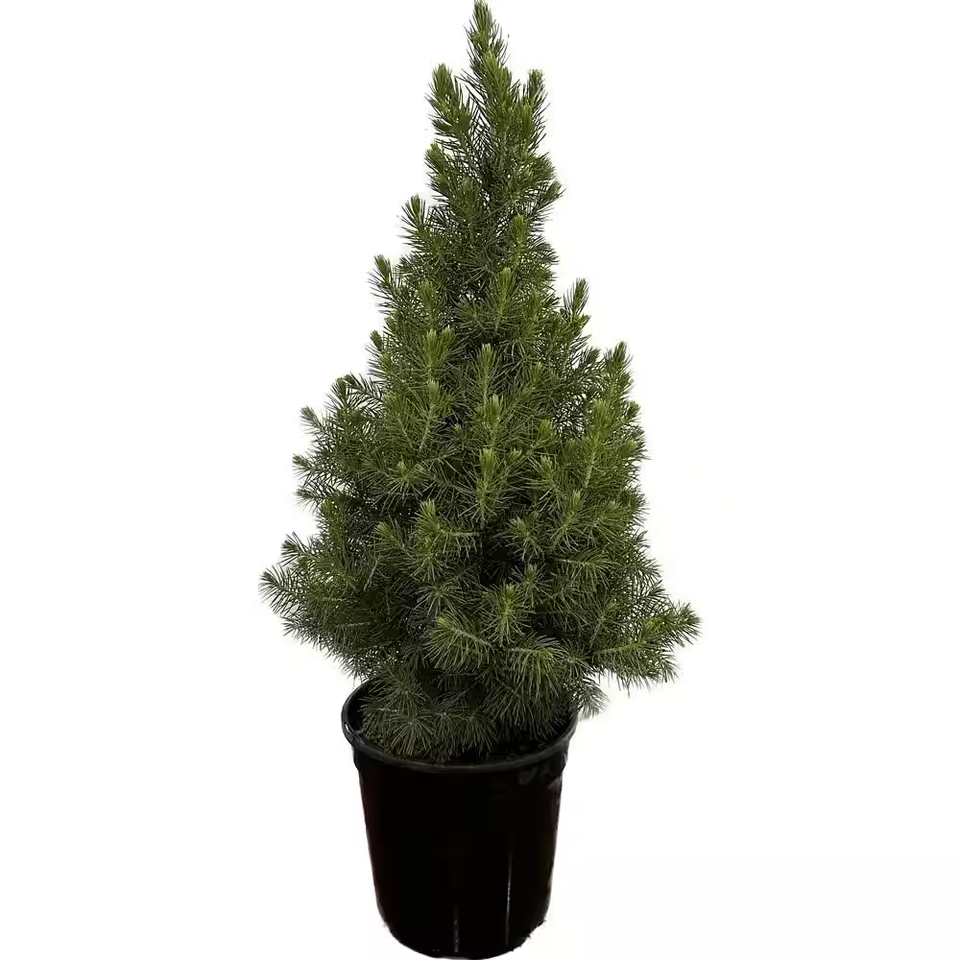 2.5 qt. Dwarf Alberta Spruce Live Pyramidal Evergreen Tree Conifer | eBay