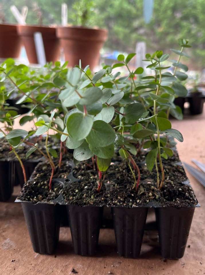 Eucalyptus Live Plant, Spa Plant, Healthy Starter Plant, Well Rooted ...