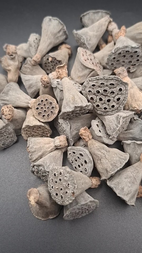 50 Mini Lotus Pods. Fish Tank, Isopods, Crafts, Aquarium Decoration ...