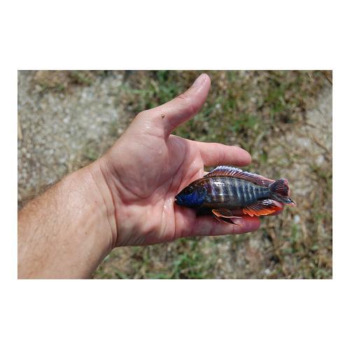 Otter Point Jake - Aulonocara jacobfreibergi "Otter Point" | eBay