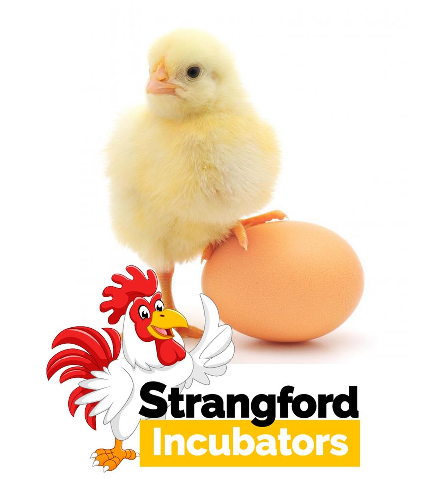 Senesi FLY Dry Plucker (For Plucking Chicken, Quail, Game Birds ...