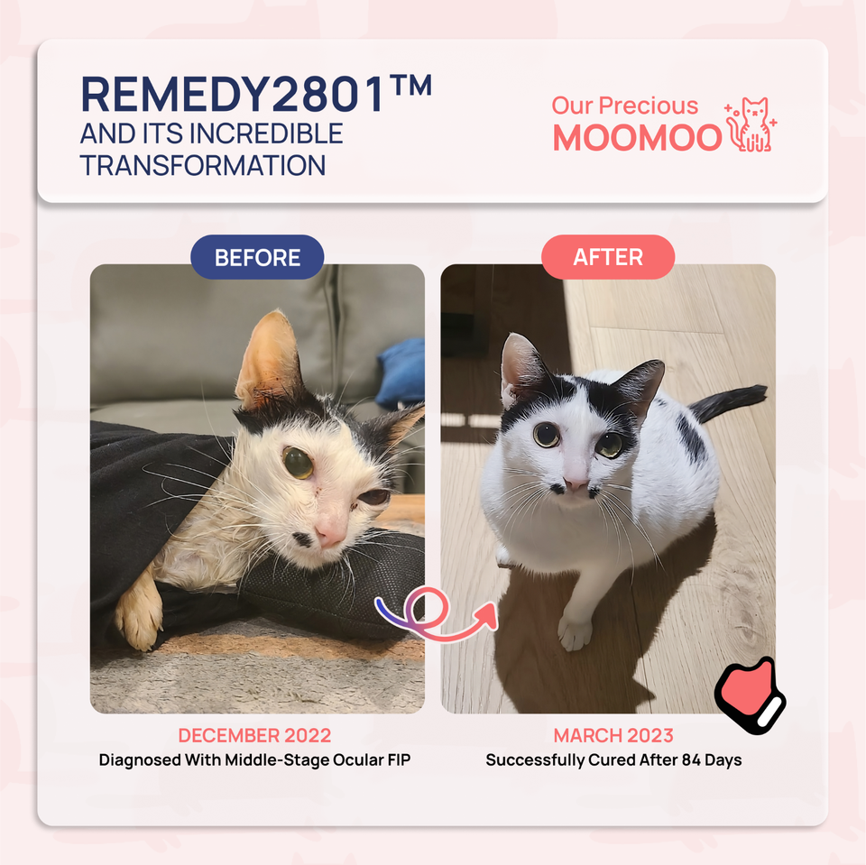 Feline Infectious Peritonitis (FIP) Full 84-Day Treatment Kit - Cats ...