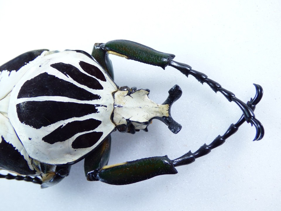+ ENTOMOLOGY, BEETLE: GOLIATHUS REGIUS MALE 92MM COTE D´IVOIRE OLD COLL ...