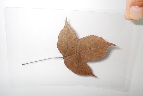 Painted Maple Leaf Specimen 16x11 cm Clear Plastic Sheet Education Aid ...