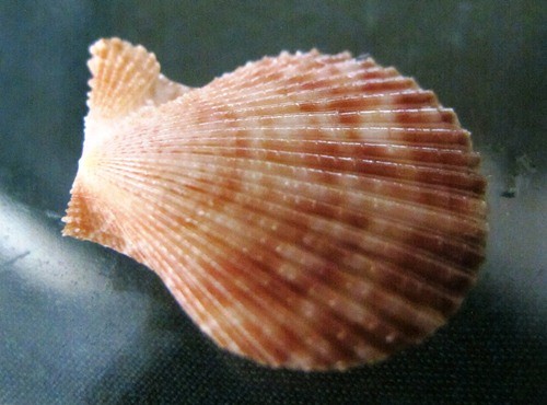 Chlamys Senatoria 24 mm GEM , baybi size gorgeous " CHOCOLATE " color ...