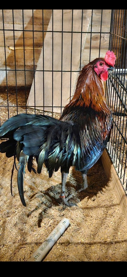 Pure Peruvian One Dozen Hatching Eggs | eBay