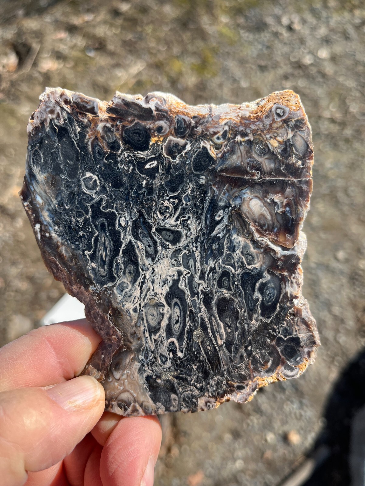 Agatized Coral Slice (polished). (Surprise rock with sale) | eBay