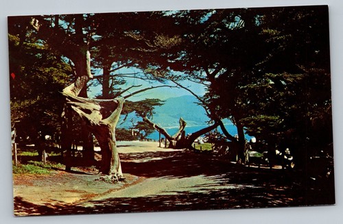 Ghost Tree Monterey Peninsula California CA c1960 Unposted Vintage ...
