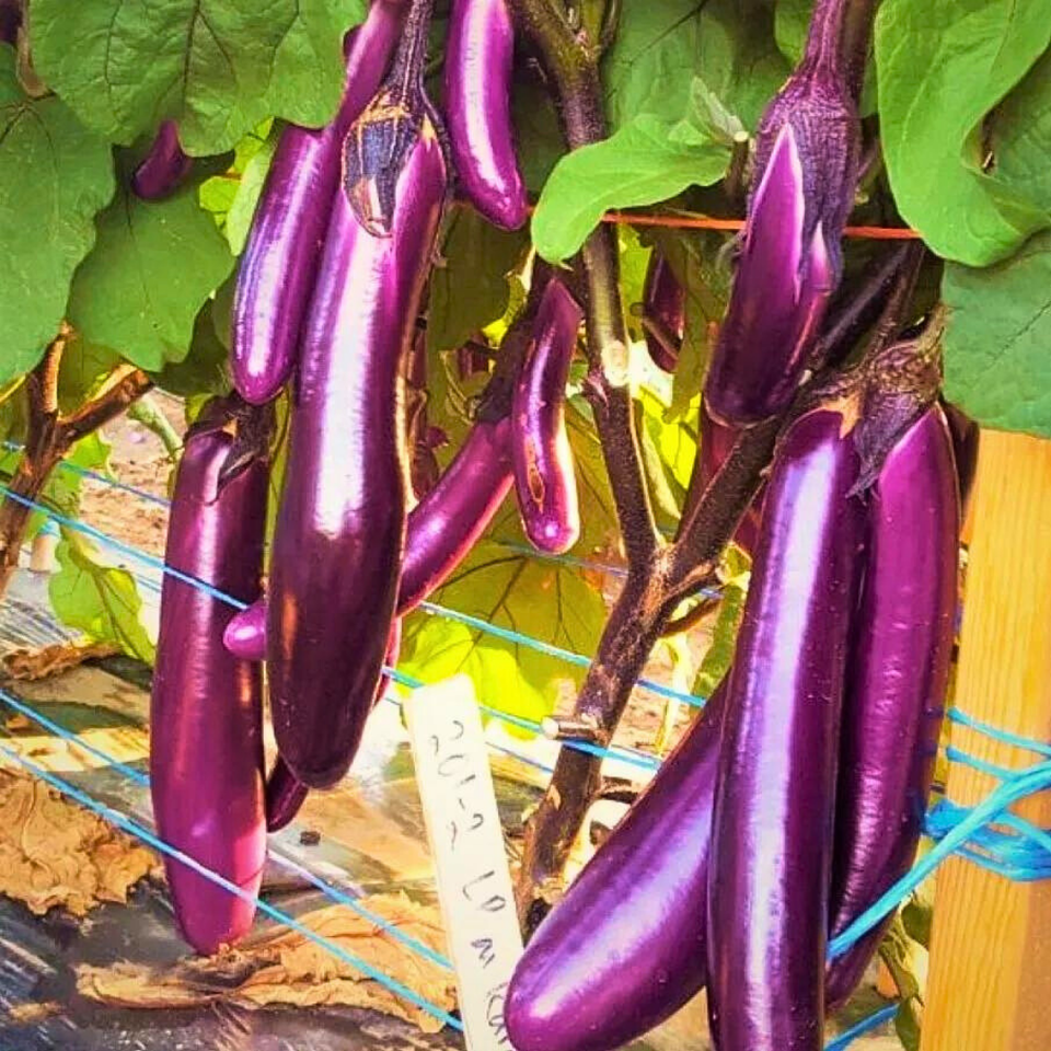Fresh Chinese Eggplant Seeds | Ping Tung | Heirloom Non-GMO | Asian ...