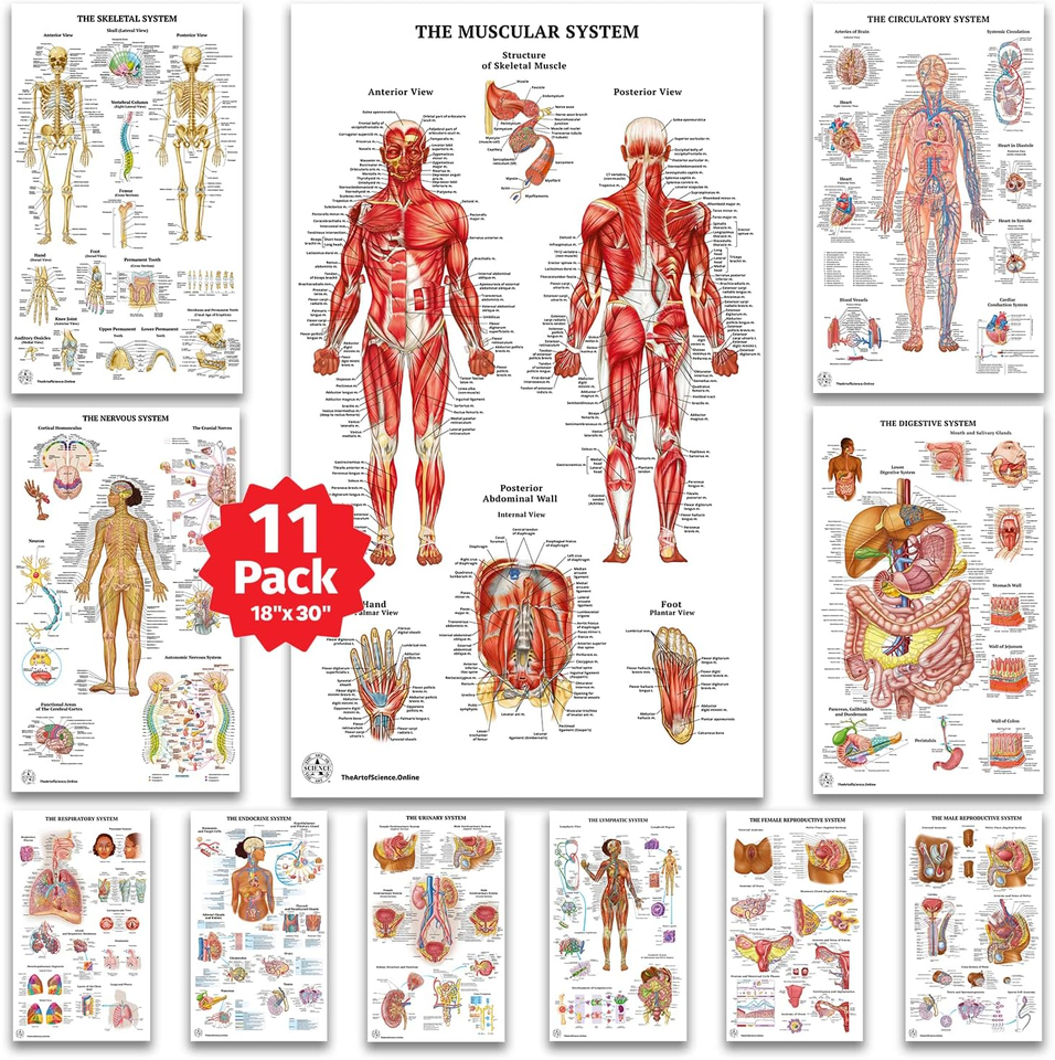 11 Human Anatomy Posters - Medical Posters, Skeletal, Male Female ...