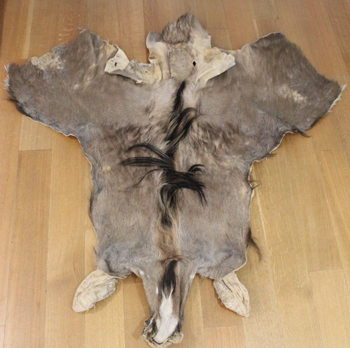 Kudu Bull Skin Cape, Face, Ears, Mane Incl, South Afr 56 x 56 Leather ...