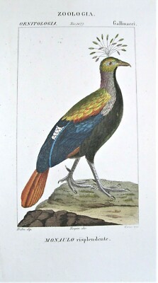 Turpin Original Antique Bird Print; Hand Colored Engraving: Florence ...