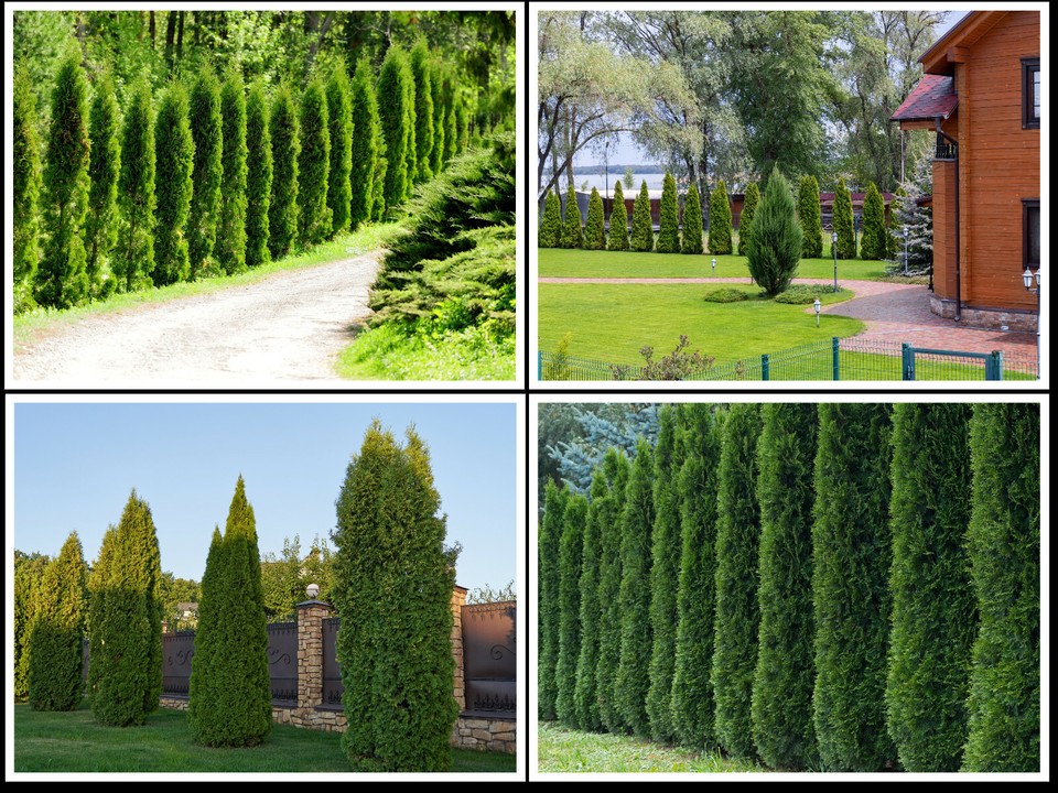 50+ THUJA TREE SEEDS (Thuja occidentalis) White Cedar Arborvitae Hedge ...