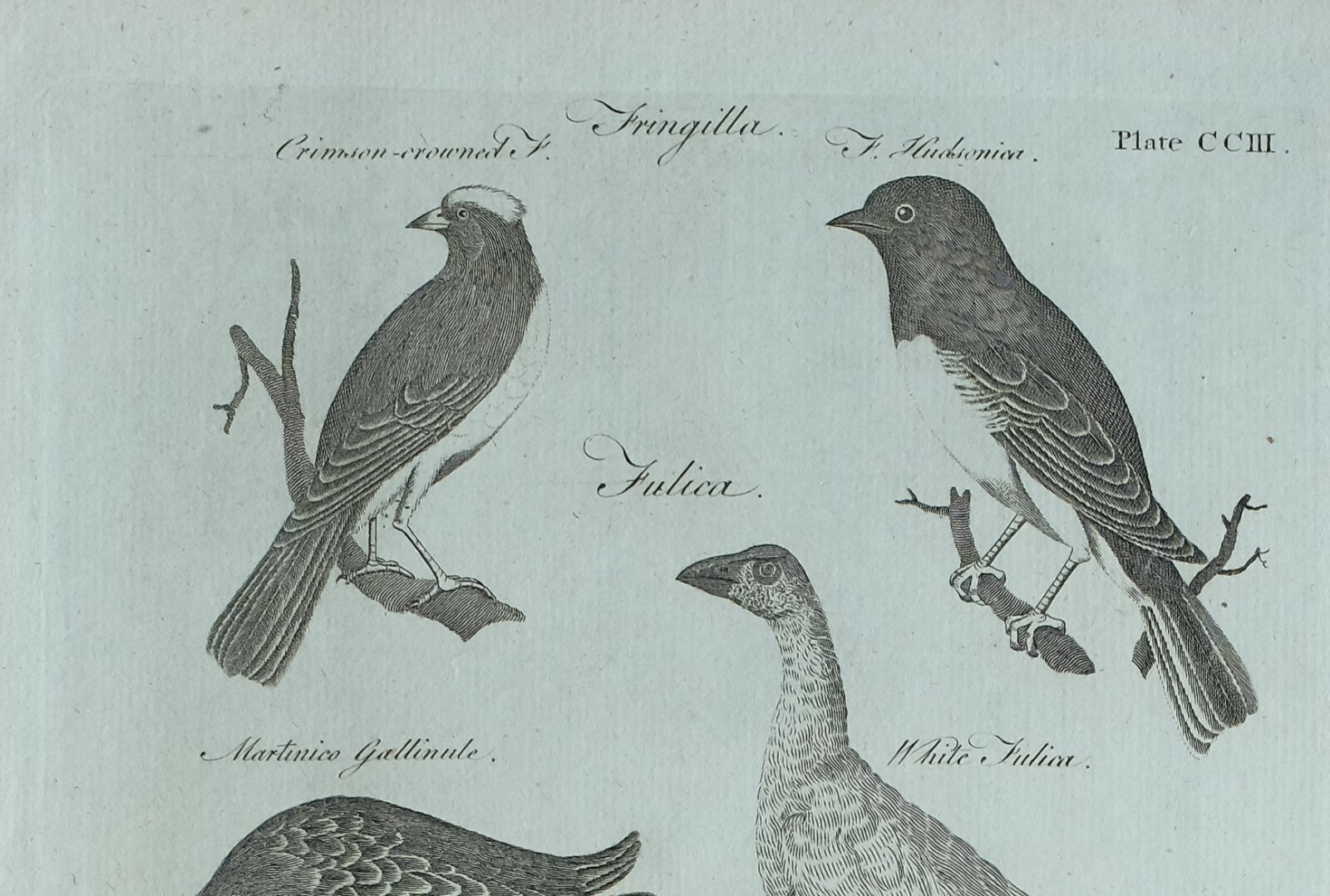 1783 ORIGINAL PRINT FRINGILLA BIRDS FULICA FROG FISH FULGORA MARTINICO ...