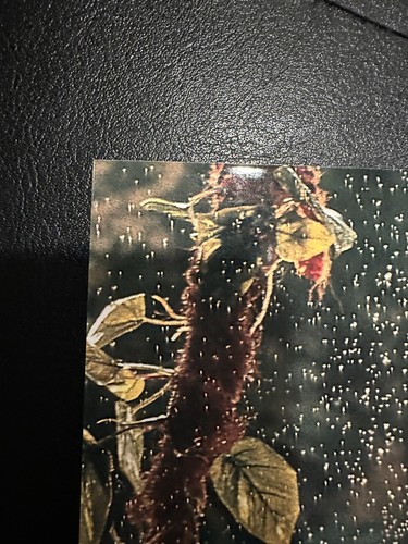 Vintage 8x10 BRANDE RODERICK Autographed SEXY Naked on the Rock (Mint ...