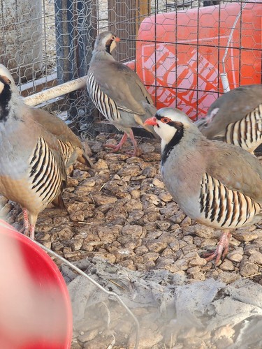 12+ Chukar Partridge Hatching Fertilized Eggs NPIP | eBay