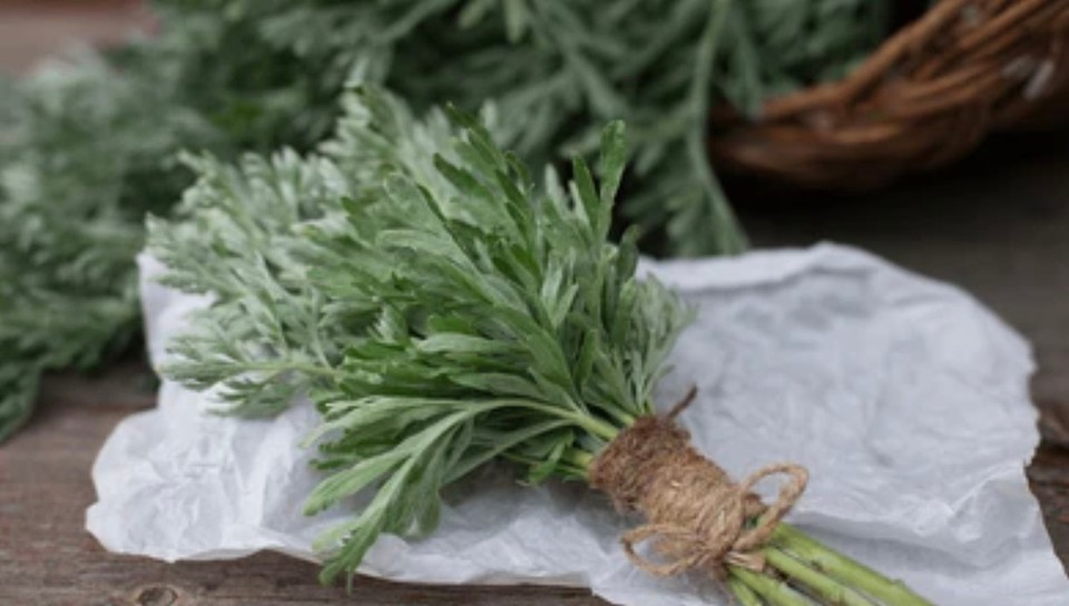 Mugwort root with stem and lots of dry leaves for planting or medicine ...