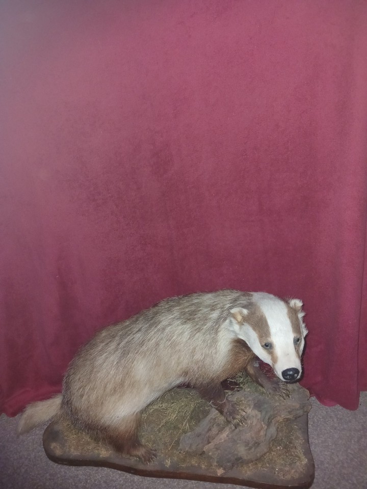 Beautiful European Badger Set In Woodland Scene | eBay UK