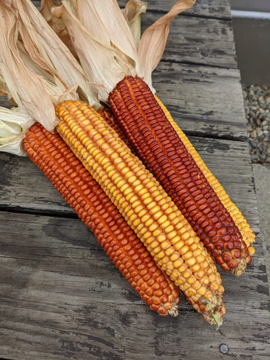 Wapsie Valley Grazing Corn Seeds | Open Pollinated Yellow Feed Field ...