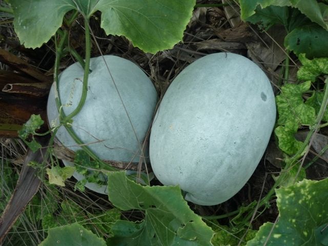 WAX GOURD SEEDS Spring Summer Vegetable Garden Ash Gourd Seeds Asian ...