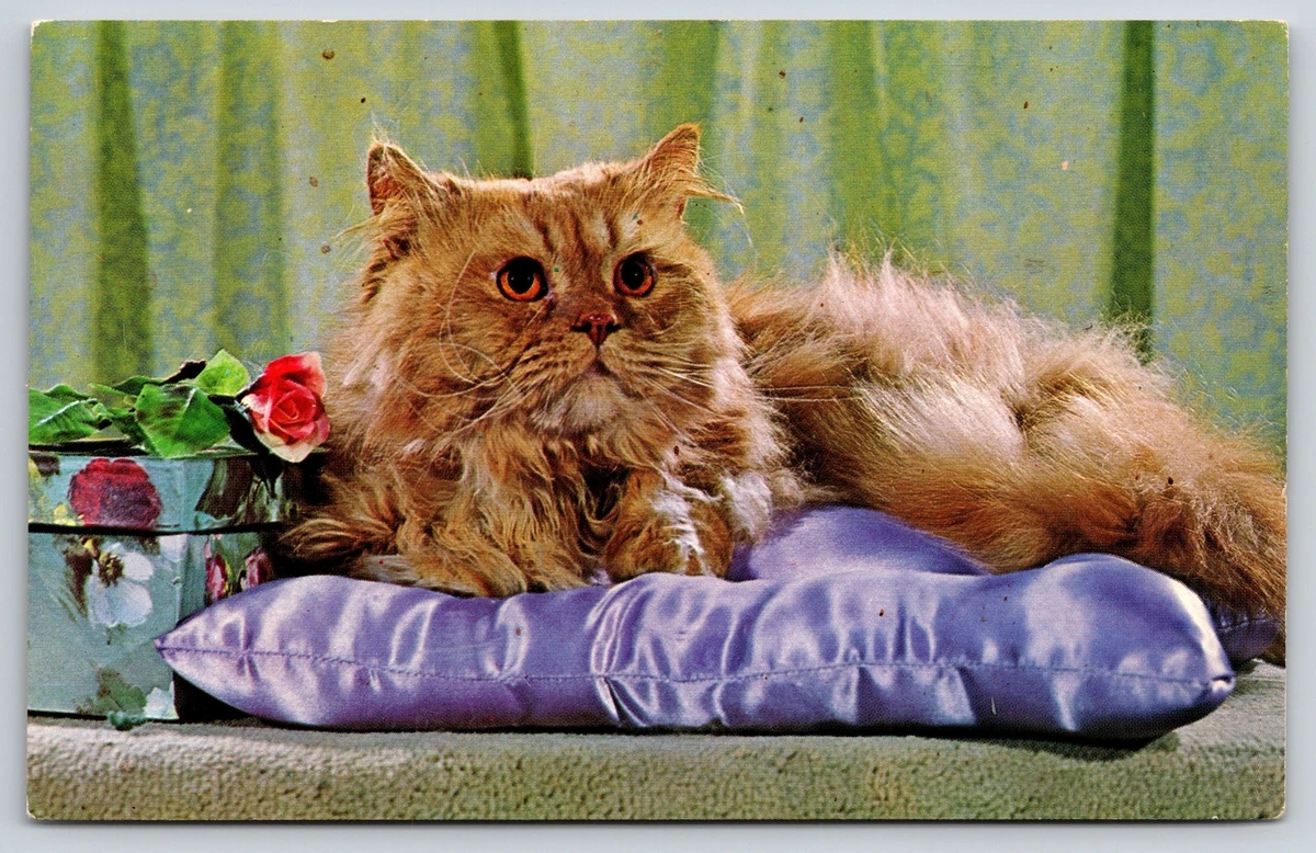 Red Persian Cats