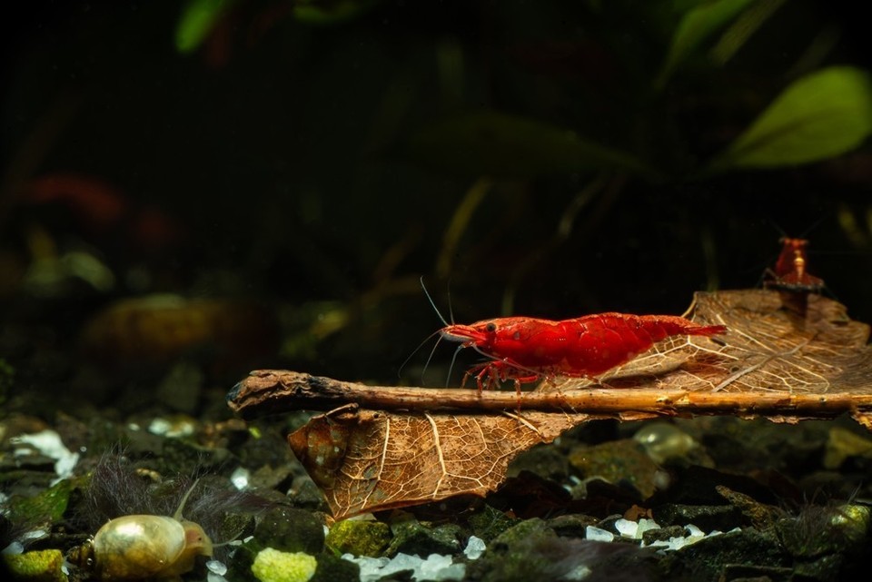Live Freshwater Shrimp - 20+ Fire Red Cherry Shrimp - Grade A ...