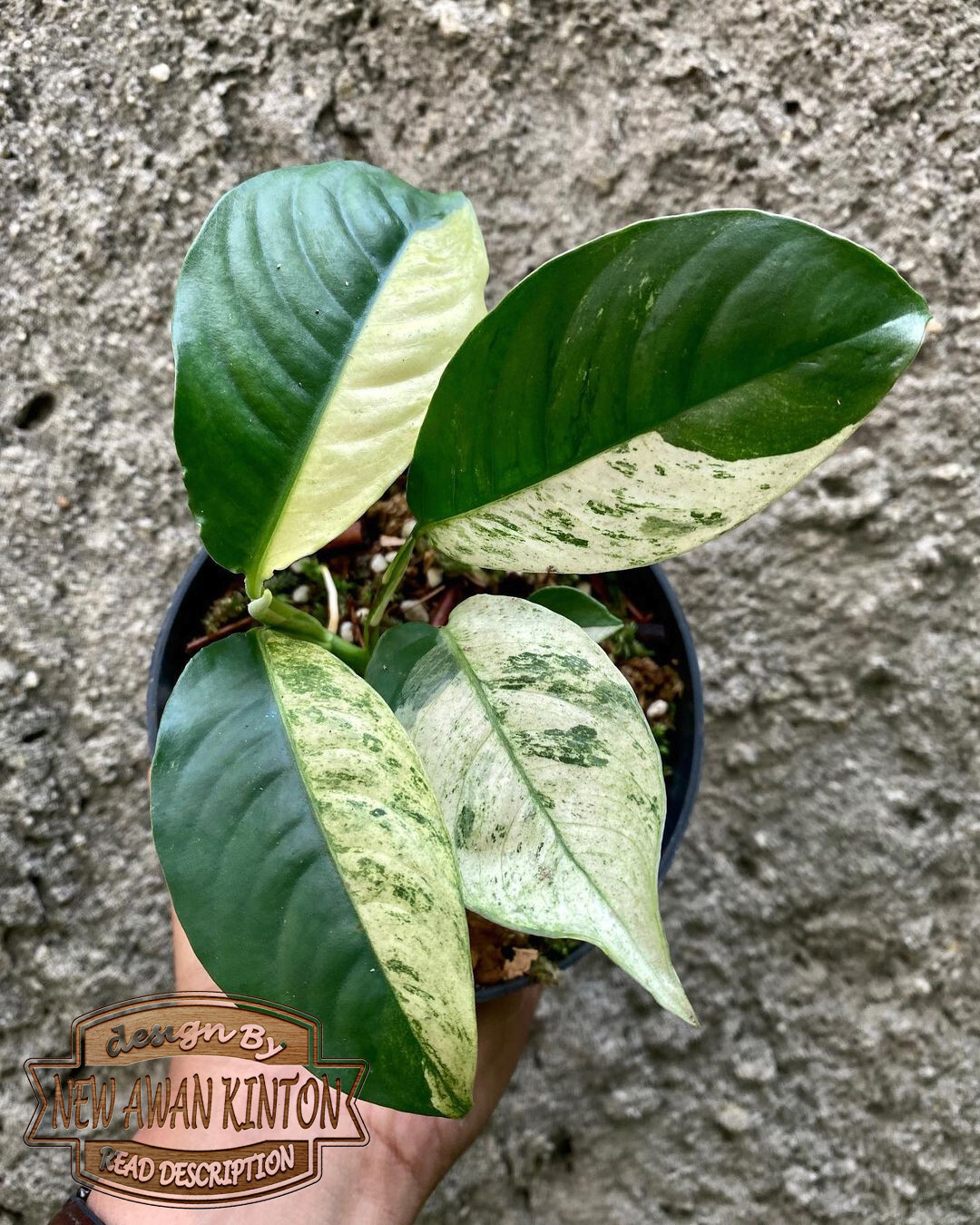 Rhaphidophora Puberula Variegated Plant Free Phytosanitary Indoor ...