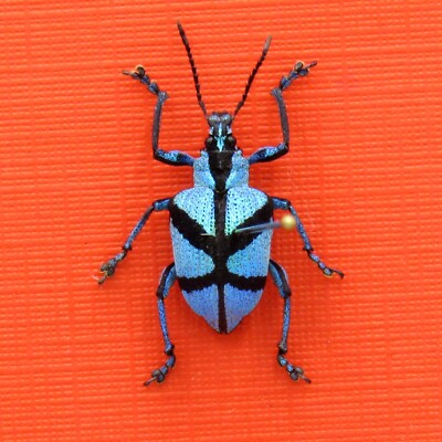 Real mounted blue weevil beetle - Polytelis decussatus - A1 | eBay