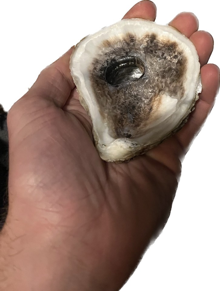 Bulk US Oyster Shells, Cleaned/Bleached, 2 to 3 inches, 2"-3", 35 ...