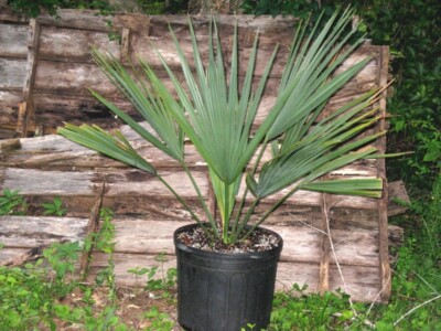 Dwarf Palmetto Sabal minor Beaufort County, NC seven gallon | eBay