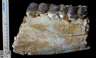 Hyracodon Jaw Section, Fossil, South Dakota Badlands, Oligocene R1069 ...