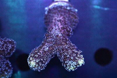 XL Purple Stylo, Home Grown, WYSIWYG | eBay