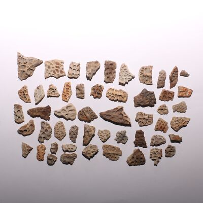 Lot - Crocodile Scute Dermal Plates Dinosaur Age Hell Creek Formation ...