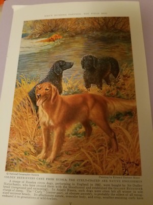 EH Miner Golden & Curly Coated Retriever bookplate 1937 National ...