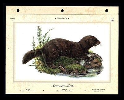 "The American Mink" Illustrated Animal Library Art Print Info Card #181 ...