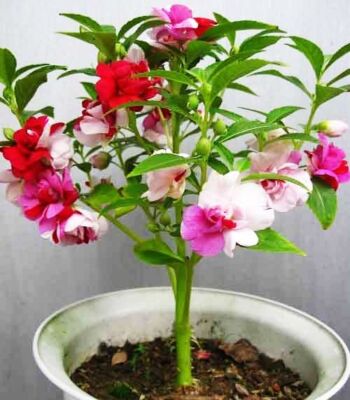 150 Colored Jewelweed Seeds Impatiens Capensis Touch Me Not Garden ...