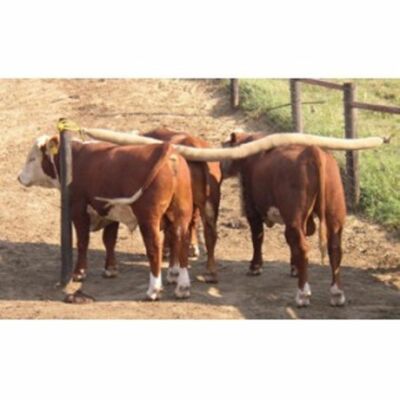 Cattle Back Rubber Cow Life Fly Control Livestock Feedlot Supplies 5 ...