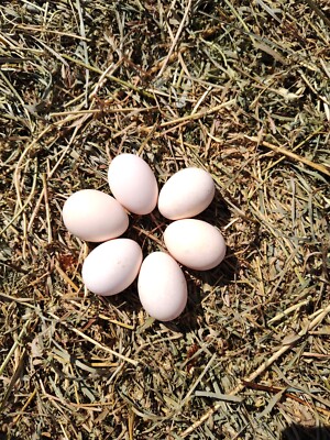 Poultry - Serama Eggs