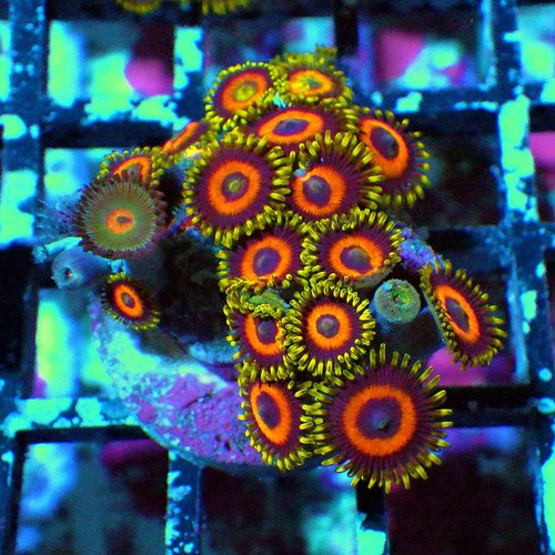 WYSIWYG - Ultra Zoas Frag 0063 | eBay
