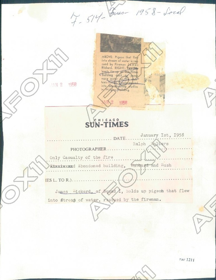 1958 Chicago IL Fireman James Richerd Has the Pigeon he Rescued Press ...