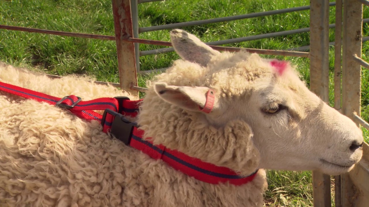 Adlam Prolapse Harness Lambing Bearing Support Ewe Truss Sheep ...