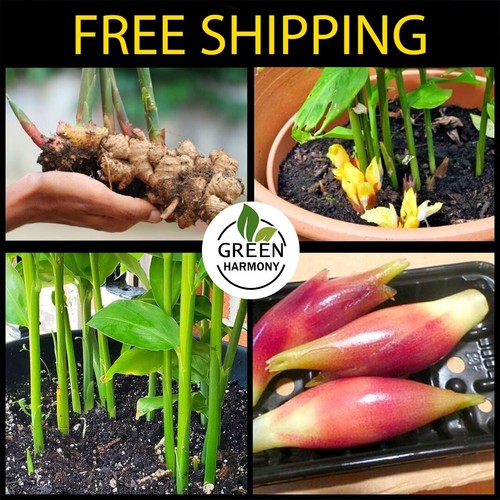 3 Myoga Ginger Roots - 50% Off, Fresh & Ready to Plant - Free Shipping ...