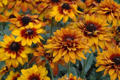 Rudbeckia Hirta Seeds - CHEROKEE SUNSET - Gloriosa Daisy - Perennial ...