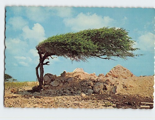 Postcard The "Divi-divi" tree, Curaçao | eBay